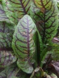 英和画像辞典：(stavel)の関連画像一覧！ – おもしろい英文法