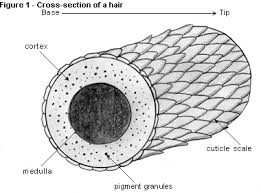 英和画像辞典：(penitrate)の関連画像一覧！