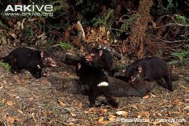 英和画像辞典：(group of devils)の関連画像一覧！ – おもしろい英文法