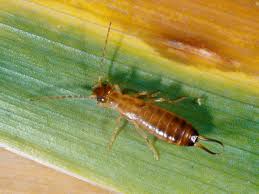 英和画像辞典：(earwig—(strigalice-also: strige))の関連画像一覧！ – おもしろい英文法