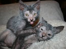The Lykoi Cat: Unveiling the Mystery of the “Werewolf Cat” 🐺🐱 – New and ...