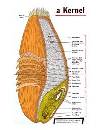 英和画像辞典：(cernel)の関連画像一覧！ – おもしろい英文法