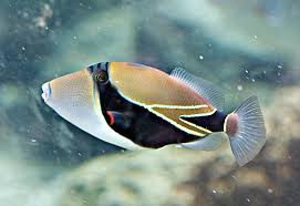 Dylan Speaks: Hawaiian State Fish Pics