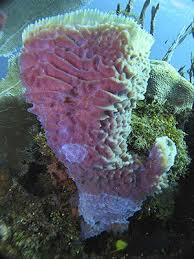 英和画像辞典：(nidariya the one of a kind animal in over 9000 species of same ...