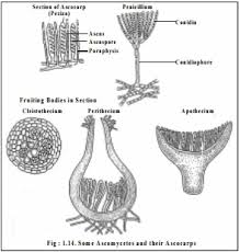 英和画像辞典：(ascocarp)の関連画像一覧！ – おもしろい英文法