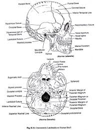 英和画像辞典：(bregma (region on human skull))の関連画像一覧！ – おもしろい英文法