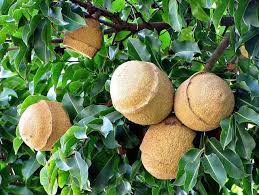 英和画像辞典：(tropical tree with kidney shaped nut)の関連画像一覧！ – おもしろい英文法