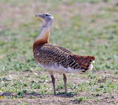 英和画像辞典：(maldhok)の関連画像一覧！