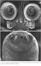 英和画像辞典：(pentastomida (type of crabs))の関連画像一覧！